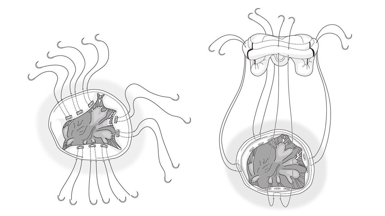 「The Annals of Thoracic Surgery」掲載研究論文用Figure